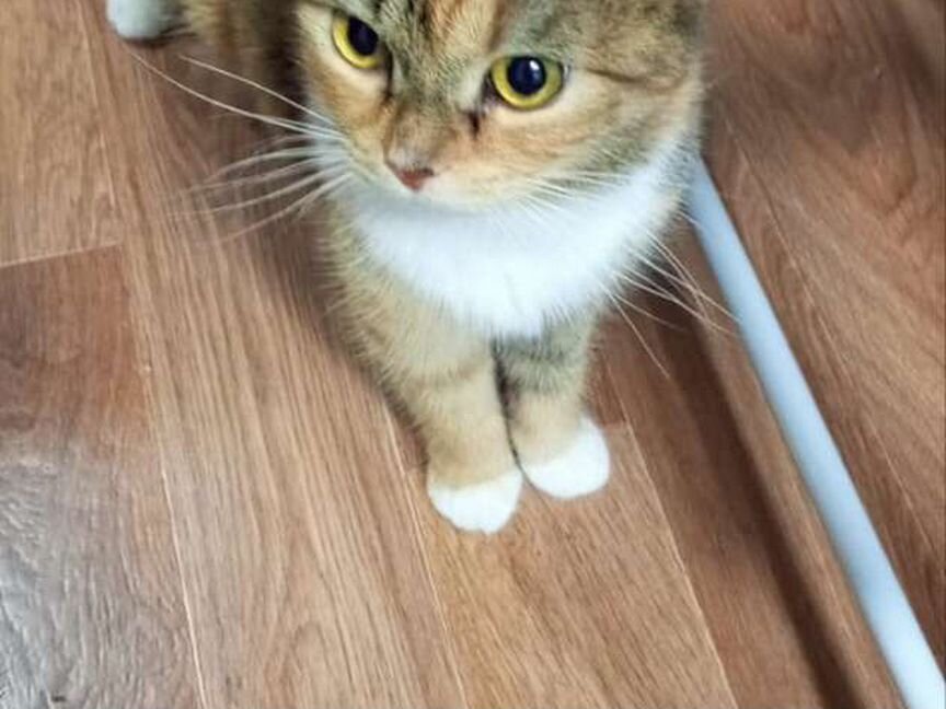 Котята в добрые руки бесплатно