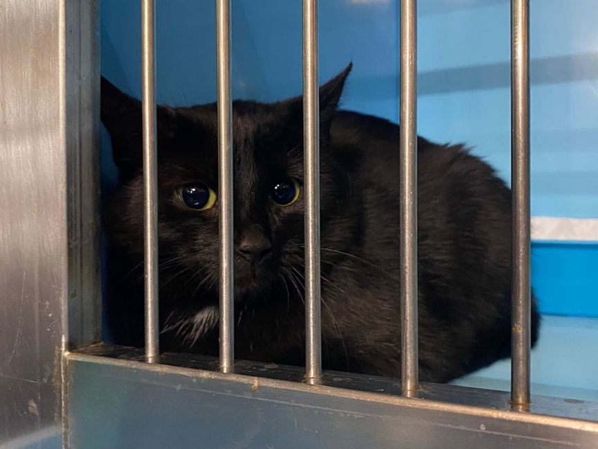 Клетка никому не идет на пользу