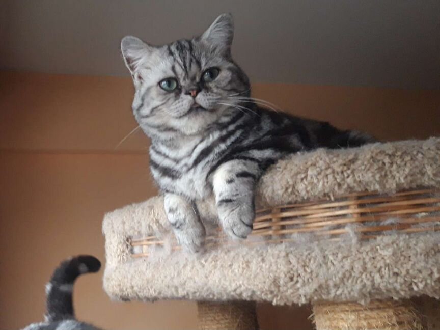 Британский чудо котик