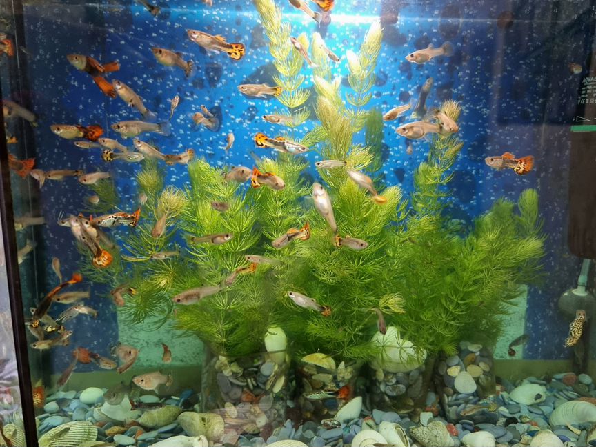 Аквариумные рыбки гуппи