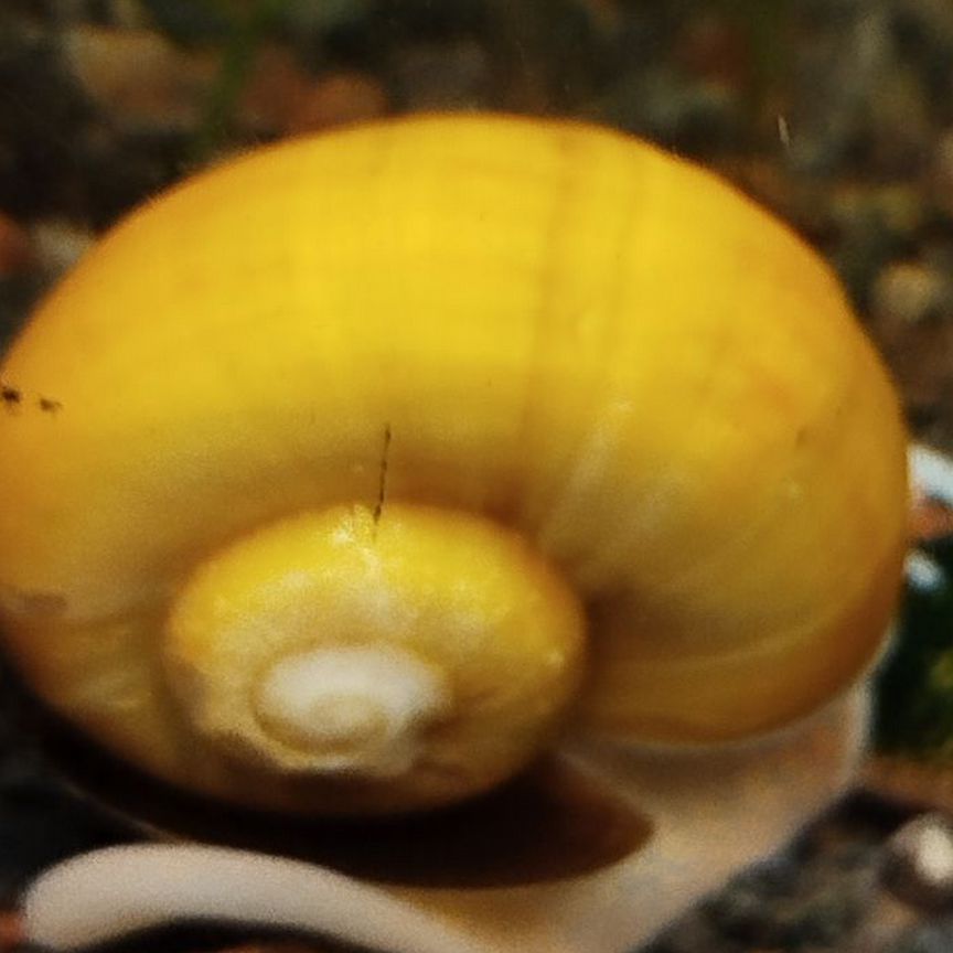 Улитки ампулярии