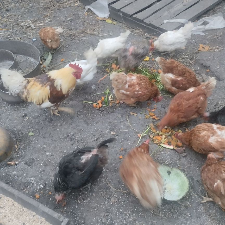 Куры несушки