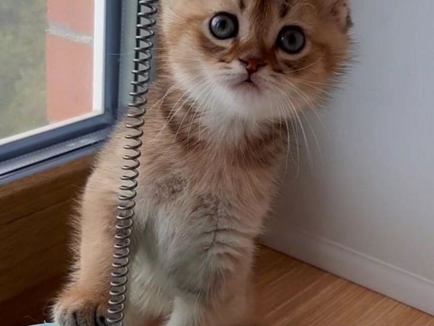 Шотландские вислоухие котята шиншилла