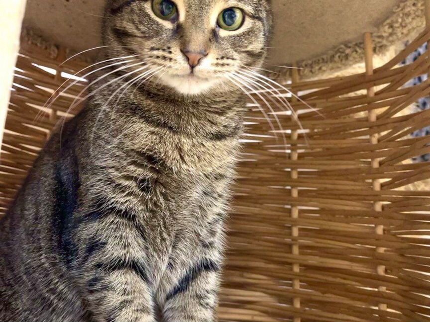 Милая игривая кошка