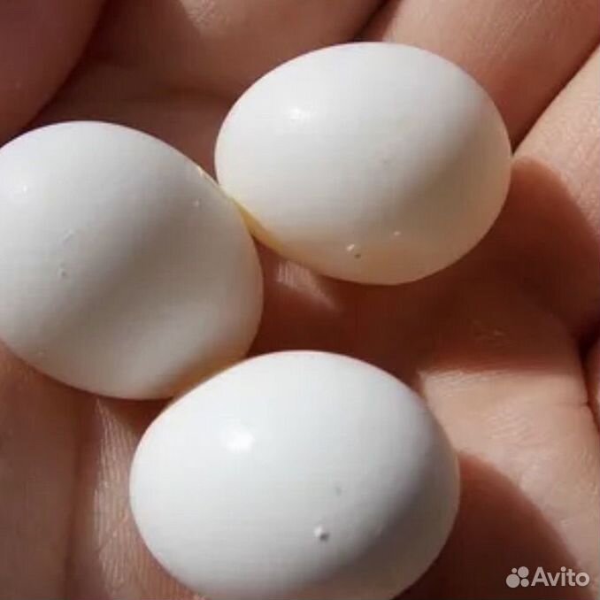 Яйцо кореллы