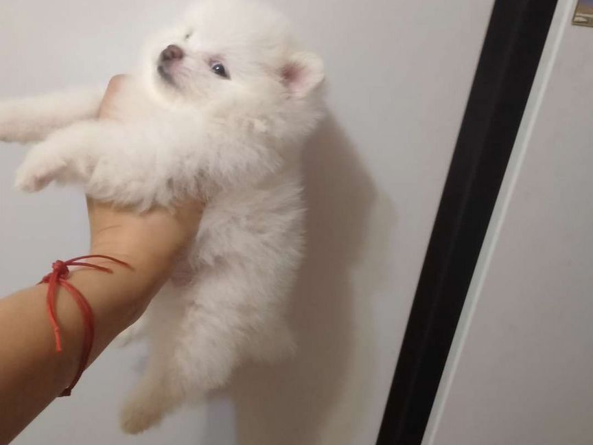 Шпиц малышка