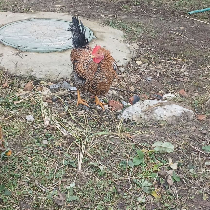 Продаю петушков Шабо