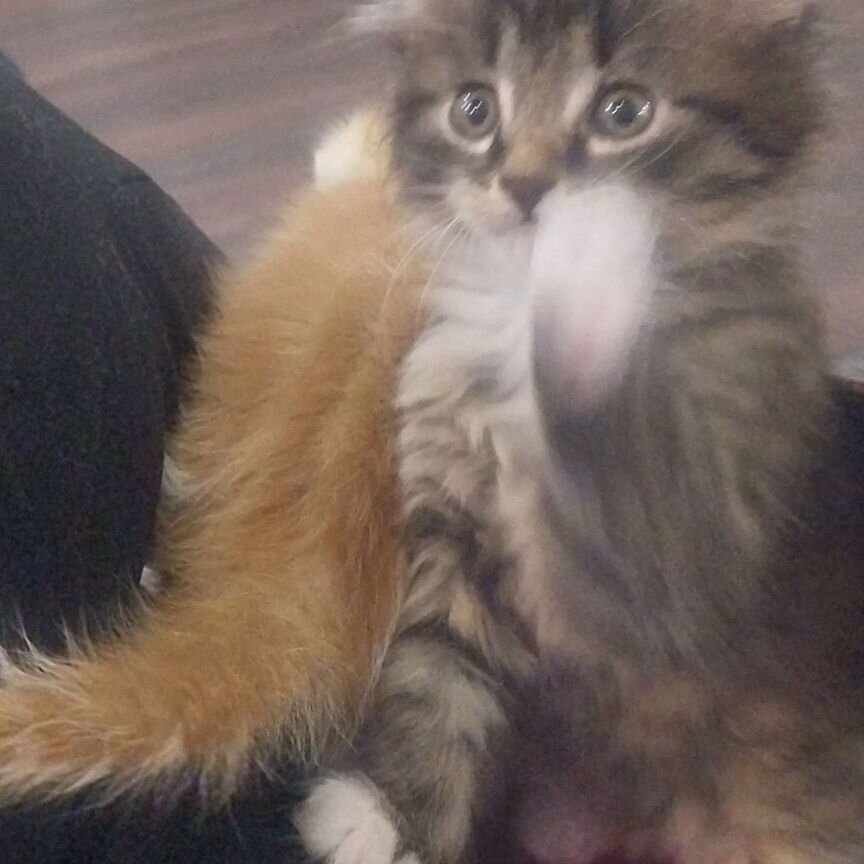 Кошечка в подарок