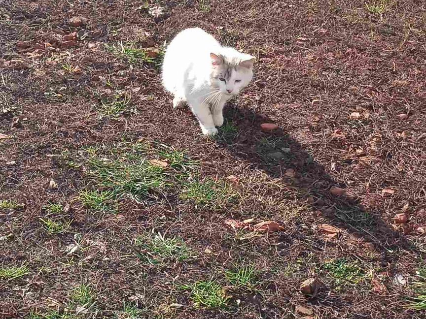 Котики бесплатно в добрые руки