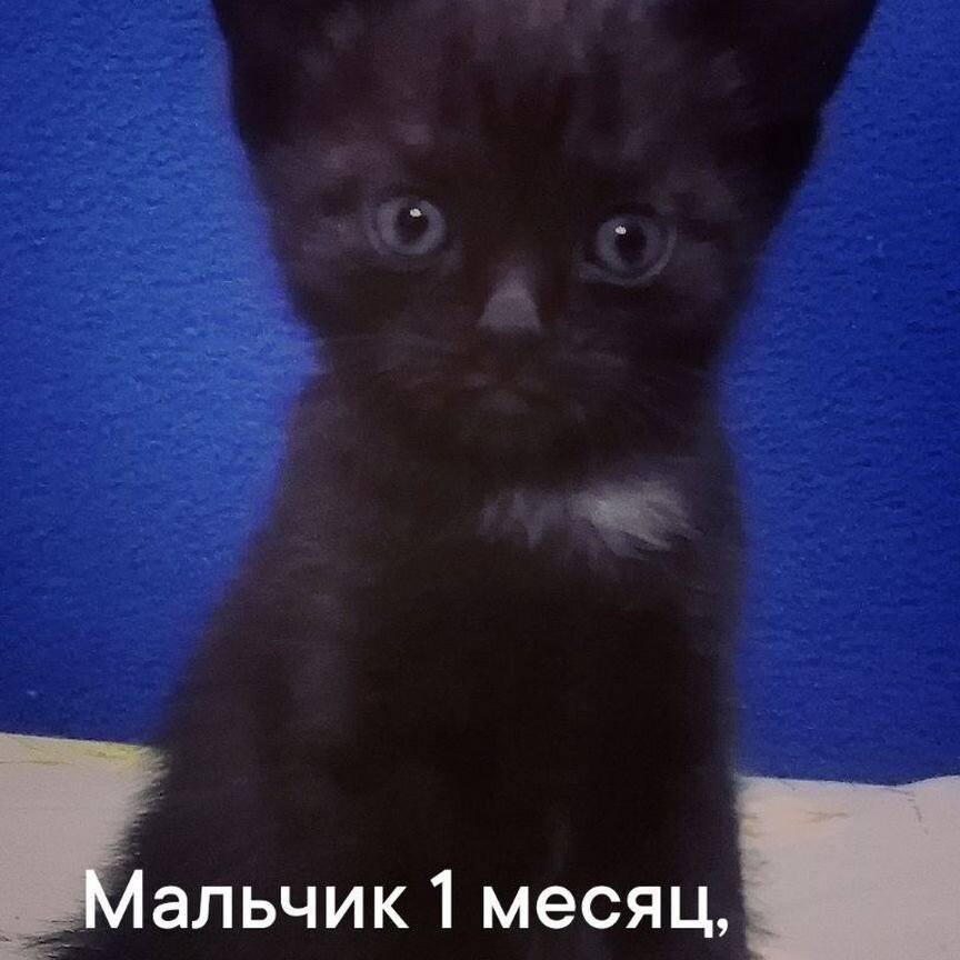 Котик 1 месяц