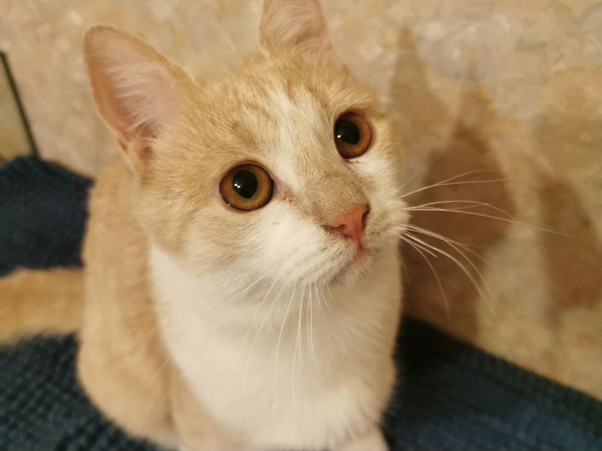 Молодой котик ищет дом