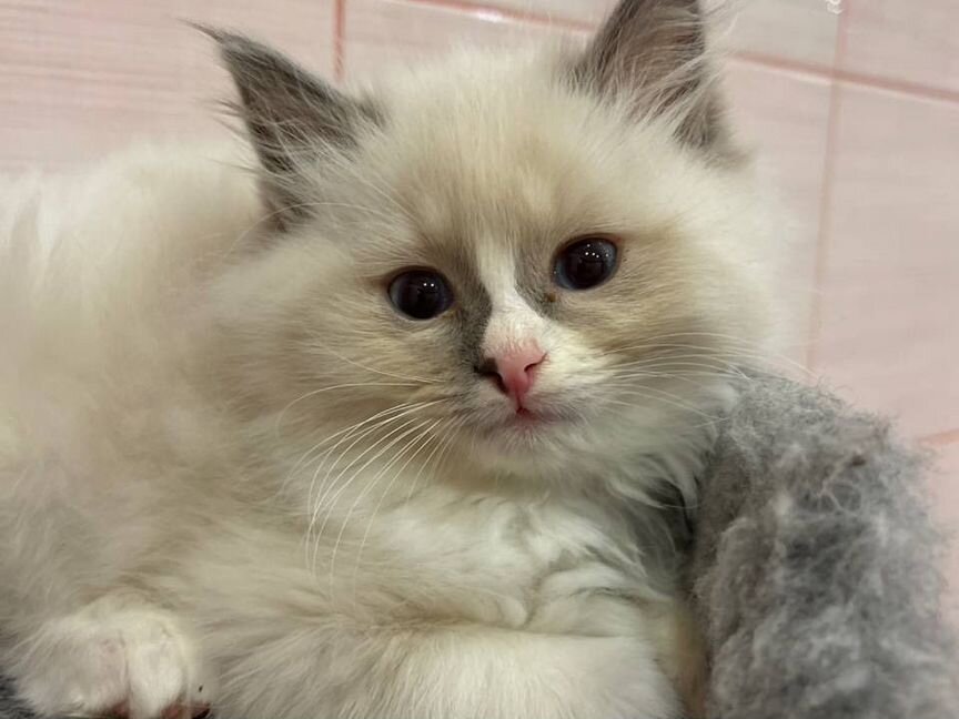 Котята рэгдолл