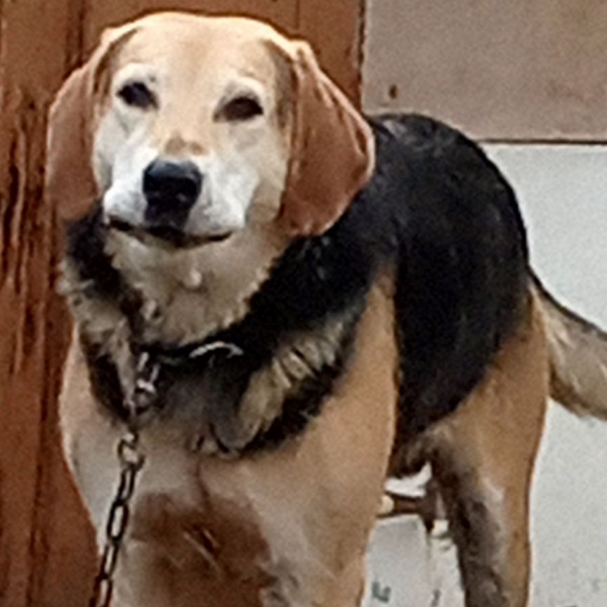 Русская гончая, взрослая собака