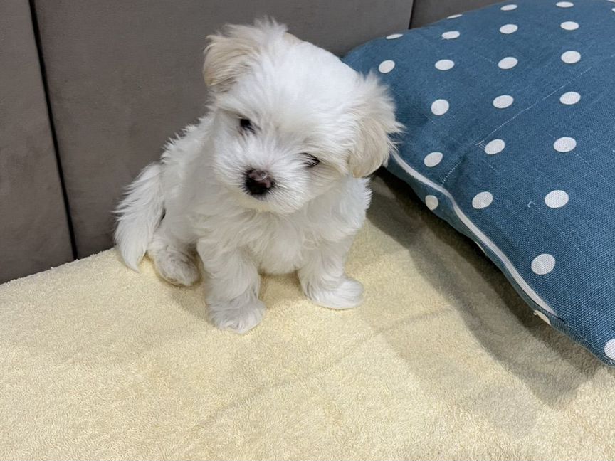 Мальтийская болонка