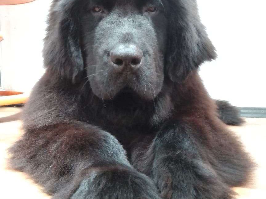 Щенок ньюфаундленда