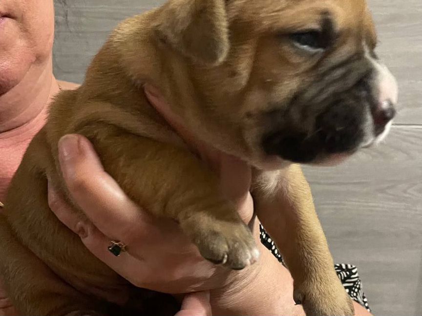 Продаются два чистокровных малыша питбуля