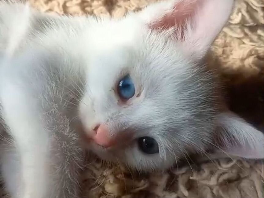 Котята в добрые руки бесплатно