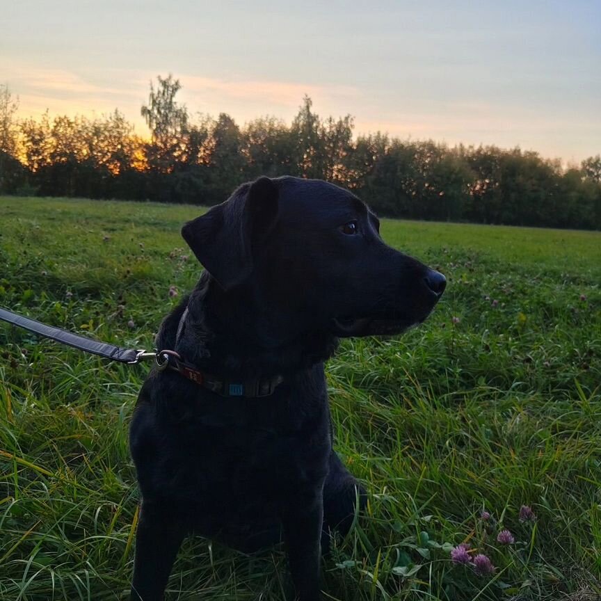 Отдам в хорошие руки лабрадора