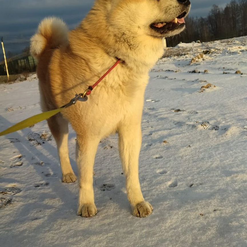 Акита ину вязка