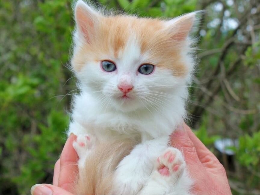 Пуховая кошечка