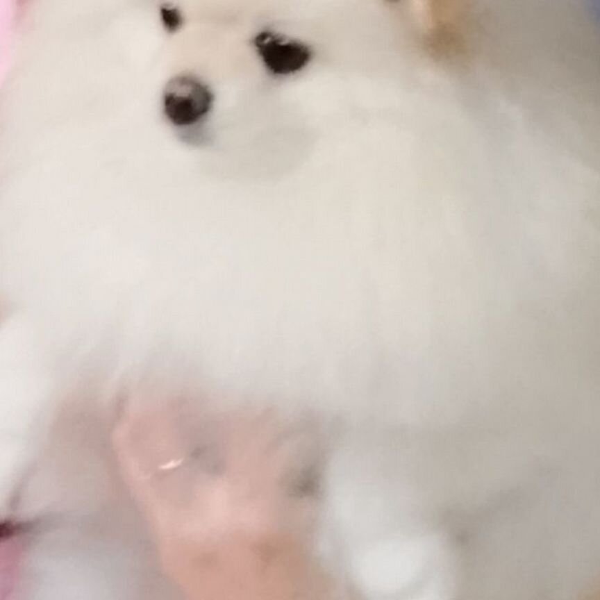 Померанский шпиц