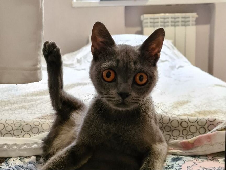 Кошка в дар