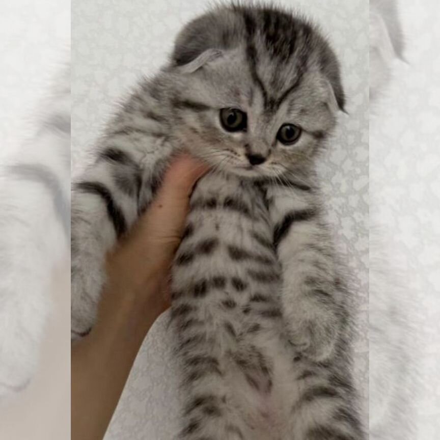 Британский короткошёрстный котёнок