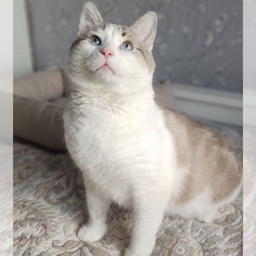 Взрослый кот в добрые руки