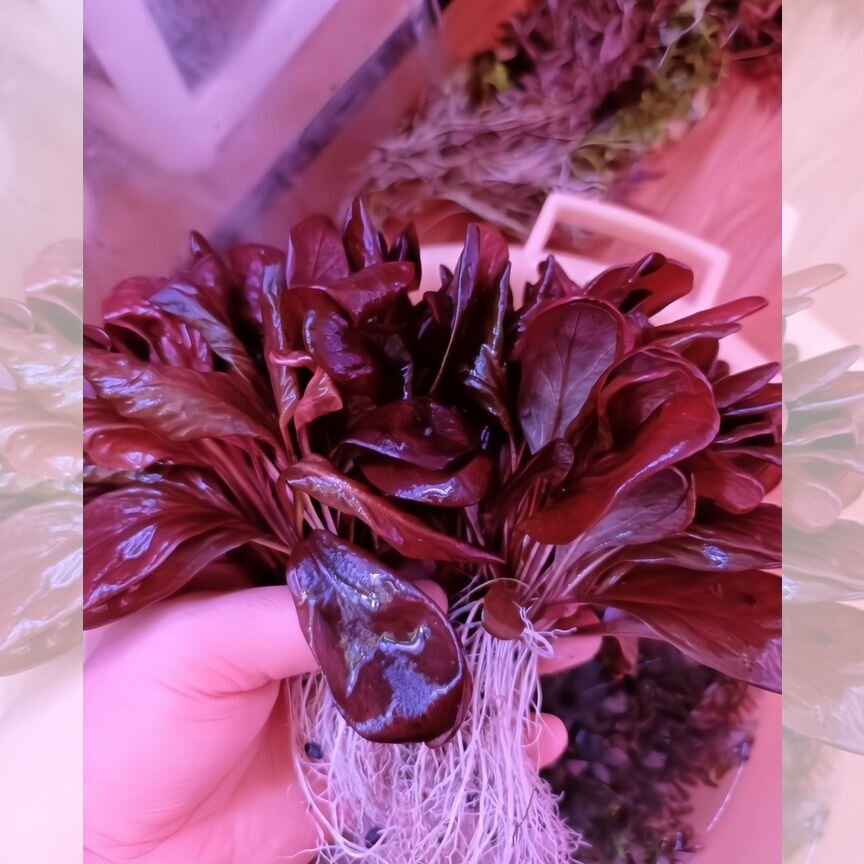 Аквариумные растения, прополка