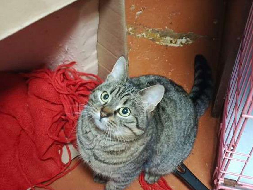 Тигра ищет семью