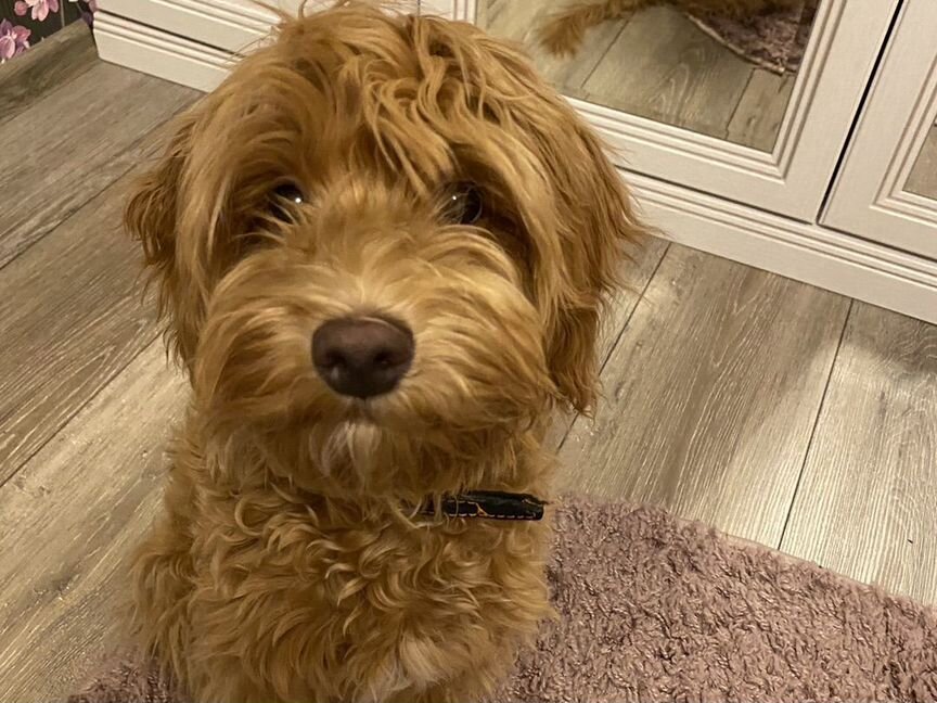 Ищем девочку,для нашего мальчика