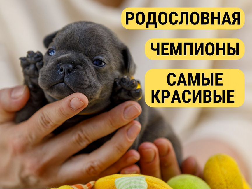 Французский бульдог