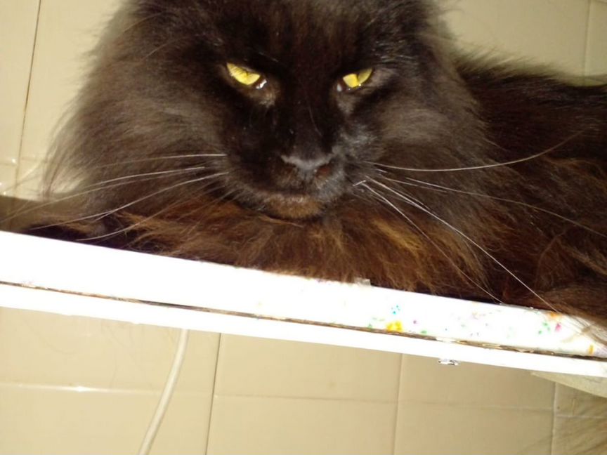 Кошечка мэйн кун