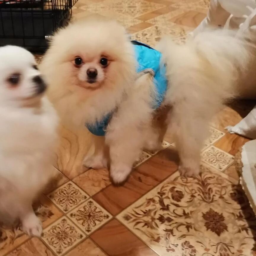 Померанский шпиц