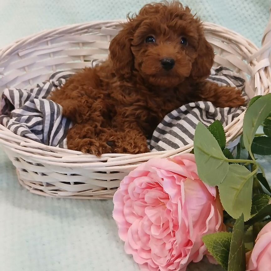 Пудель, щенок