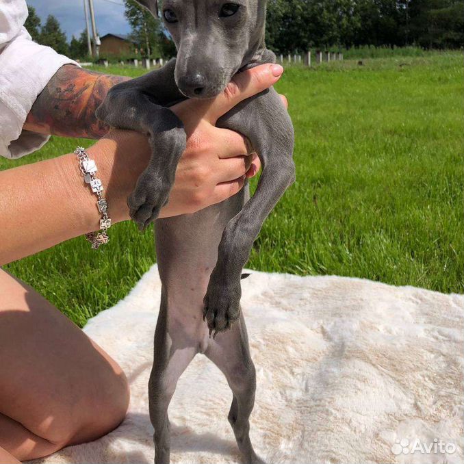 Щенки левретки