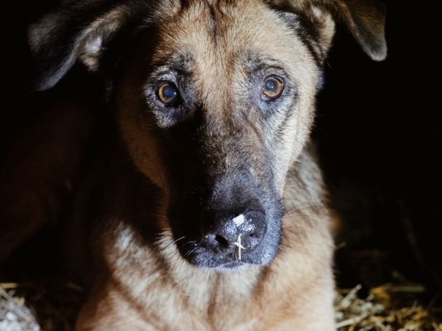 Собака в добрые руки