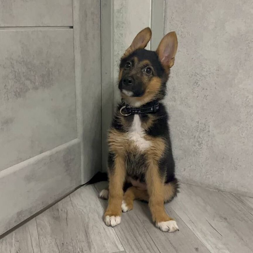 Щенки немецкой овчарки