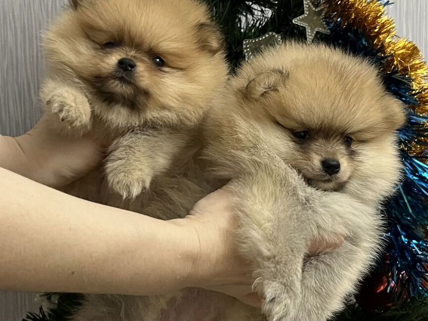 Померанского шпица щенки