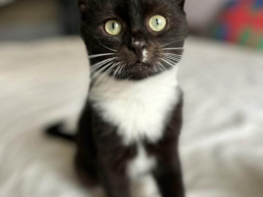 Котенок