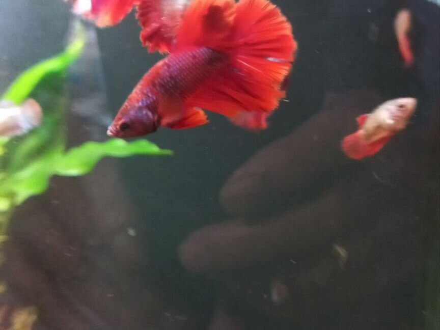 Аквариумные рыбки