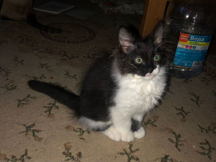 Котенок в добрые руки