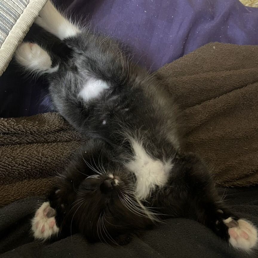 Котёнок в добрые руки