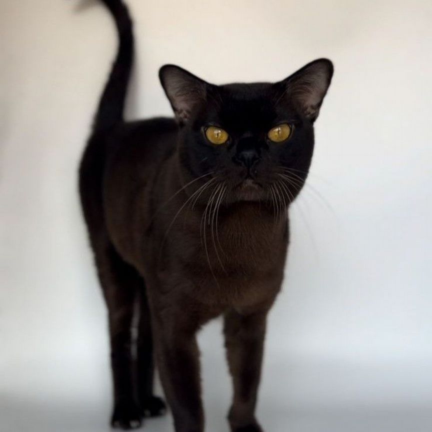 Бурманские котята