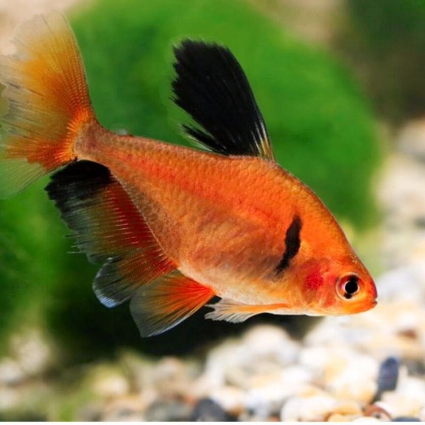 Рыбка Минор