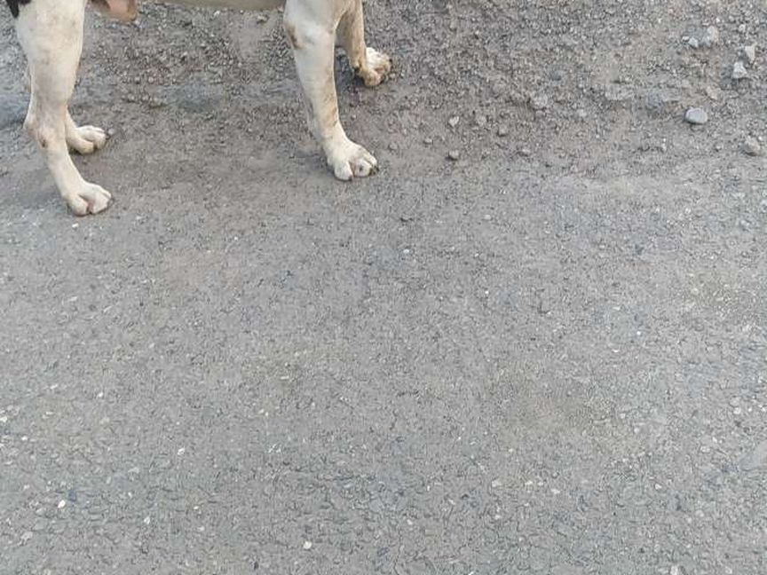 Собака Потеряшка