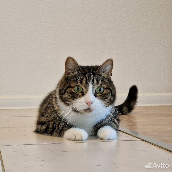 Кот молодой кастрированный 3 лапы