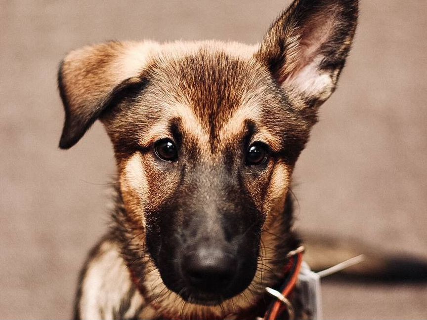 Овчарка смесь с кавказаой, дев 5 мес