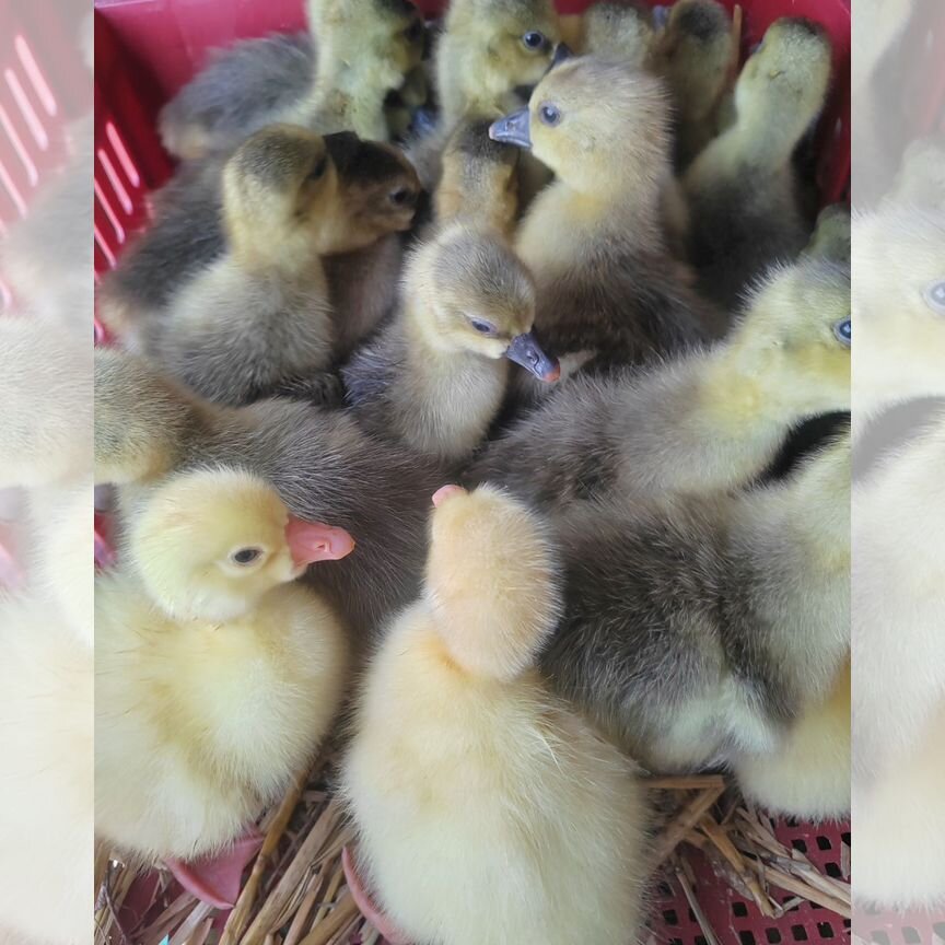 Гусята крупная серая и линда