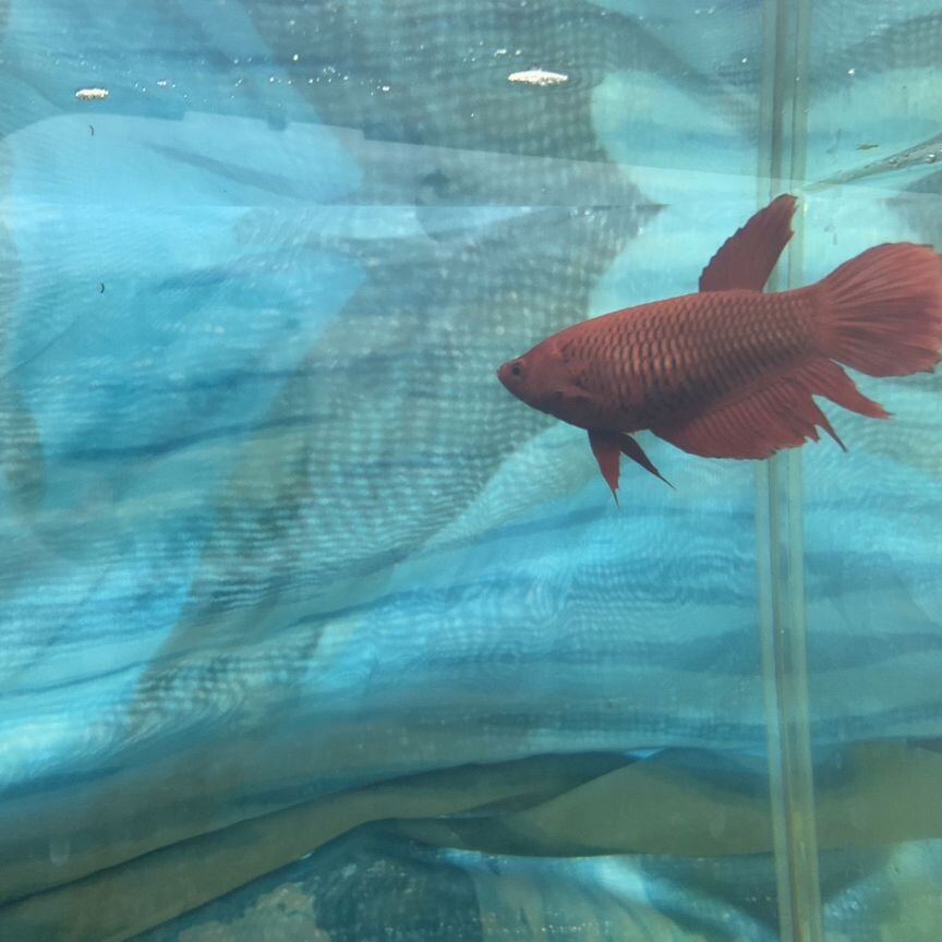 Петушок самка породистая яркая